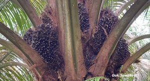 Tingkatkan Produksi Buah Sawit dengan Pupuk MOAF dan CHIPS