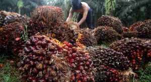 Cara Menghitung Rendemen Kelapa Sawit