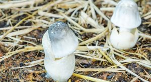 6 Jenis Jamur Tankos pada Sawit Beserta Manfaatnya