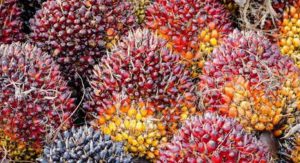 Cara Mengangkat Tandan Buah Segar Kelapa Sawit di Lahan Gambut