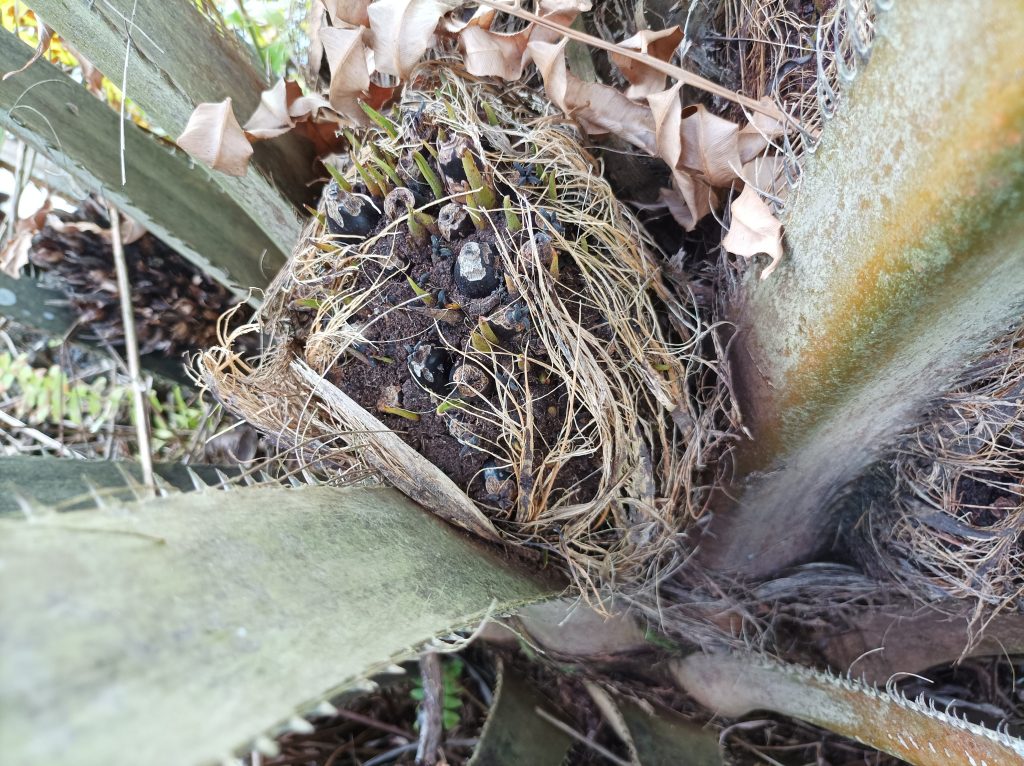 Pengendalian Terpadu Hama Pengganggu Tanaman Kelapa Sawit